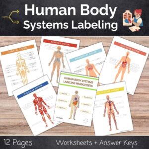 Human Body Systems Labeling Worksheets - Homeschool Giveaways