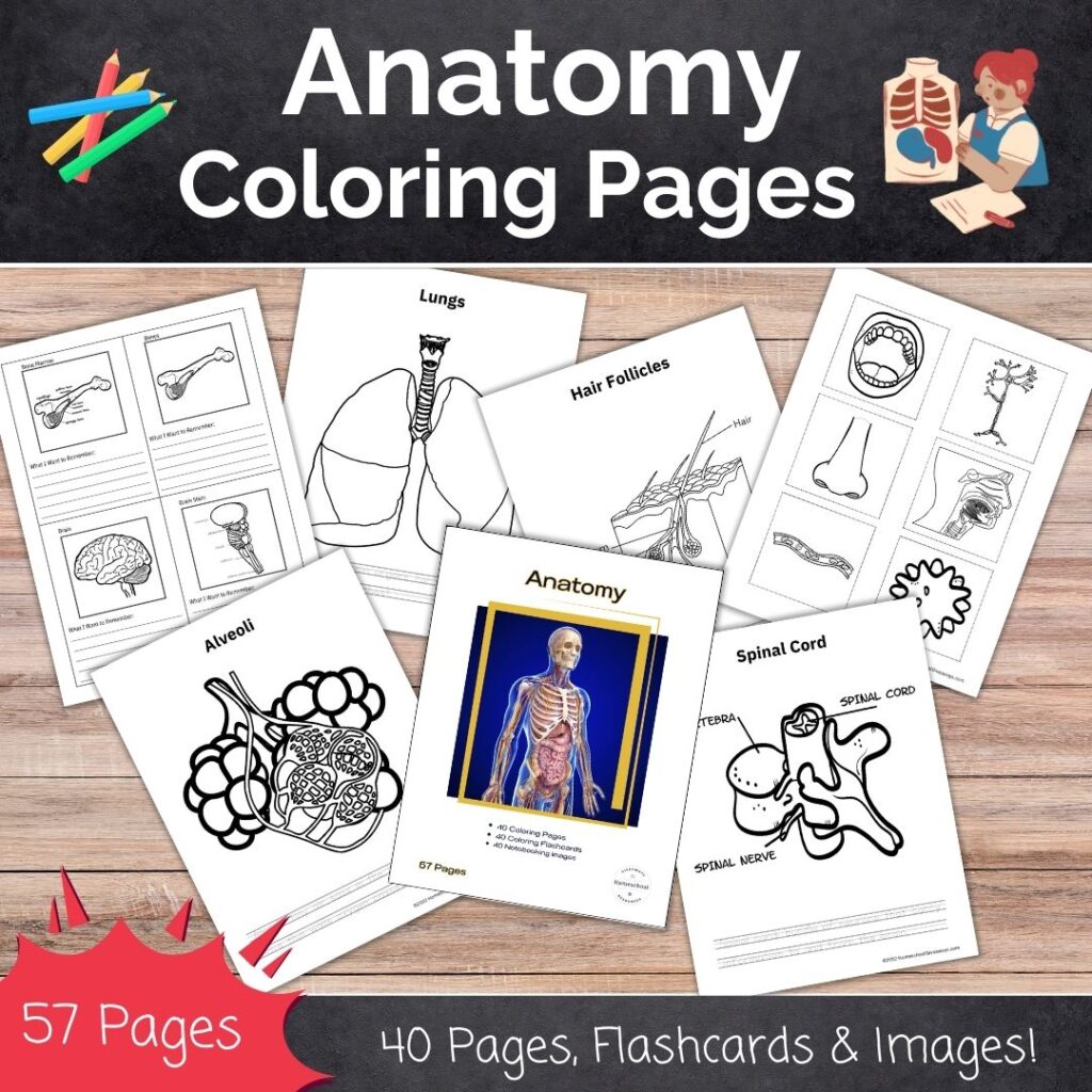 Anatomy Coloring Pages - Homeschool Giveaways