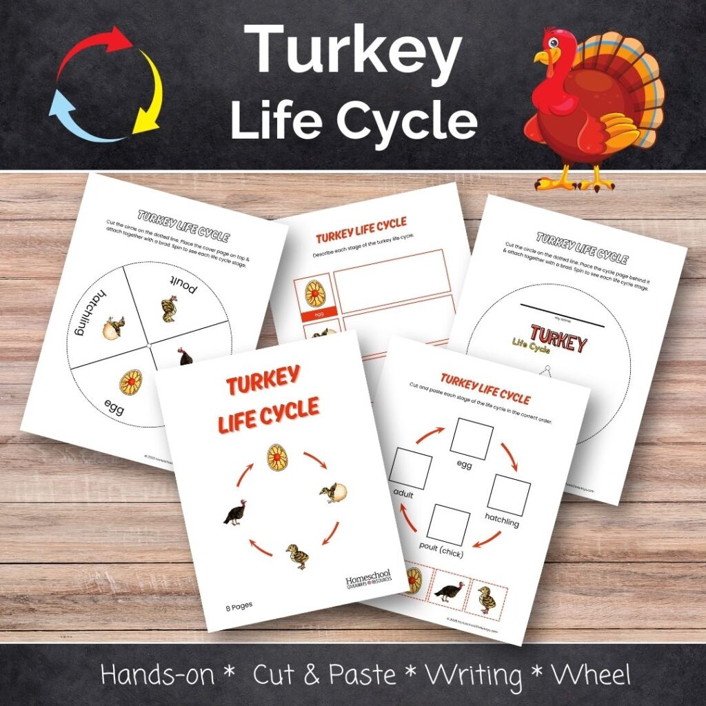 Easy Turkey Life Cycle Pack - Homeschool Giveaways